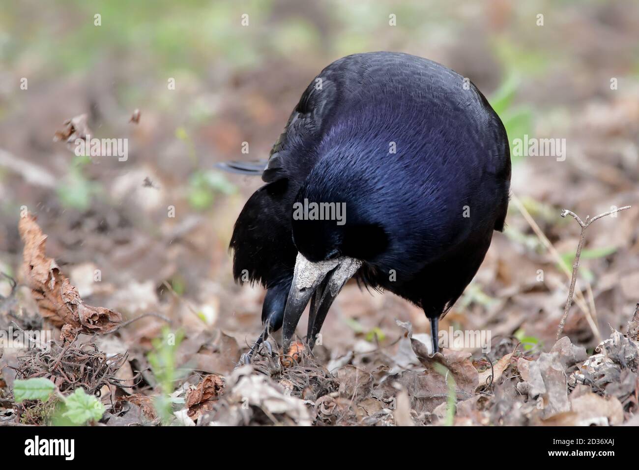 Rook with a nut Stock Photo - Alamy