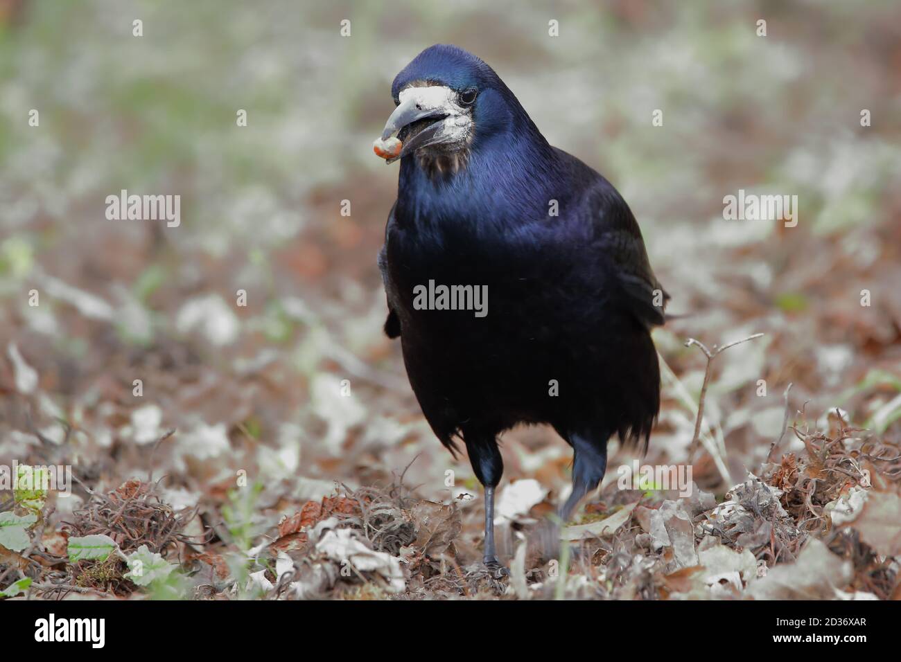 Rook in profile hi-res stock photography and images - Alamy