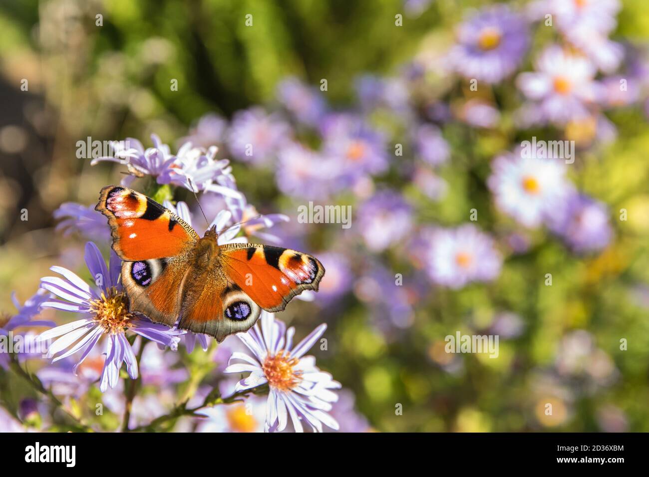 Peacock butterfly aglais io takes nectar from thistle blossom ...