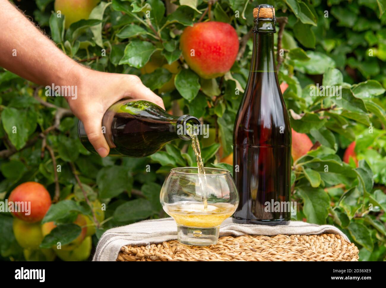 Pouring of brut apple cider from Normandy in glass, France and green ...