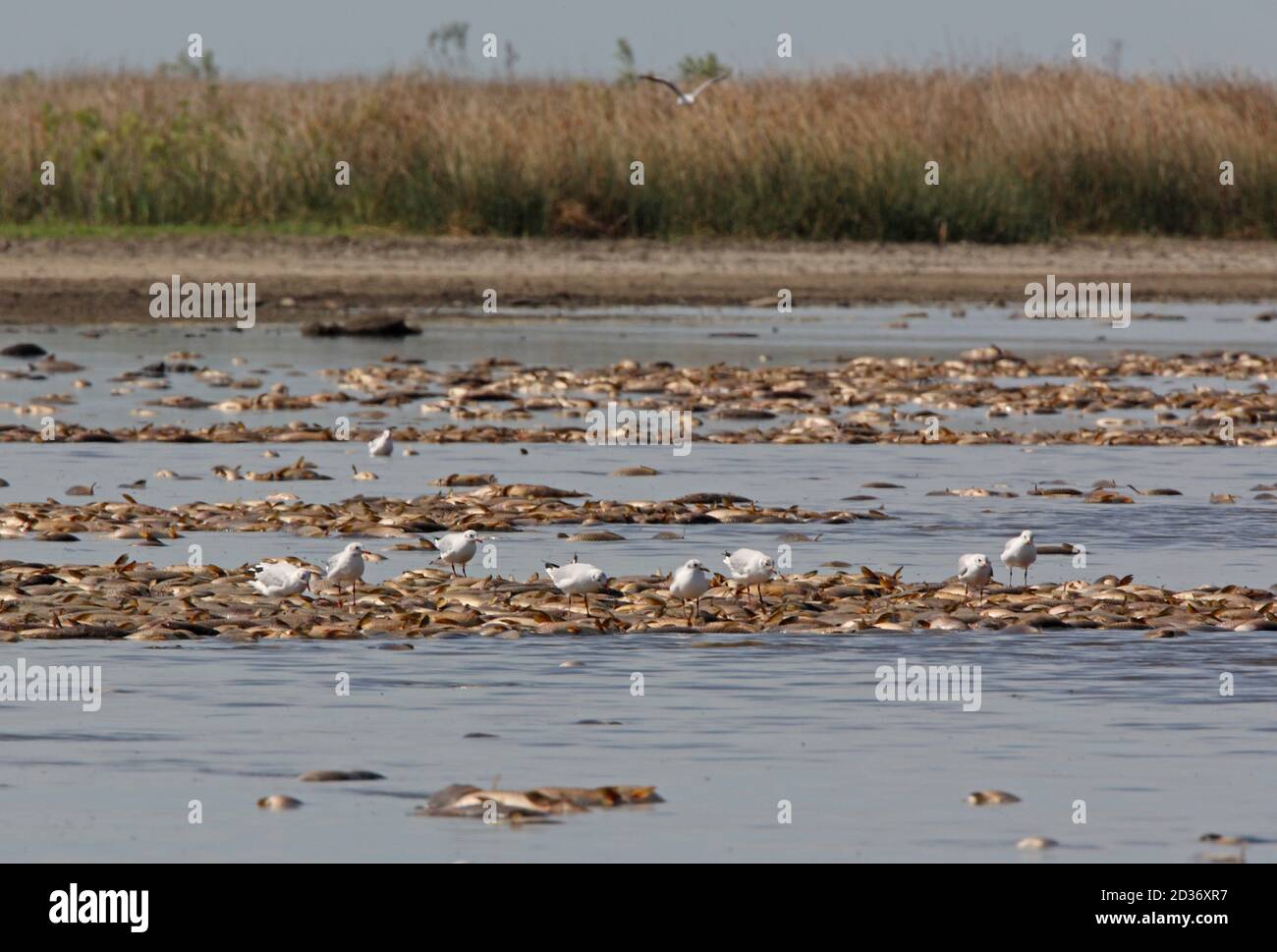 Hooded gulls hi-res stock photography and images - Alamy