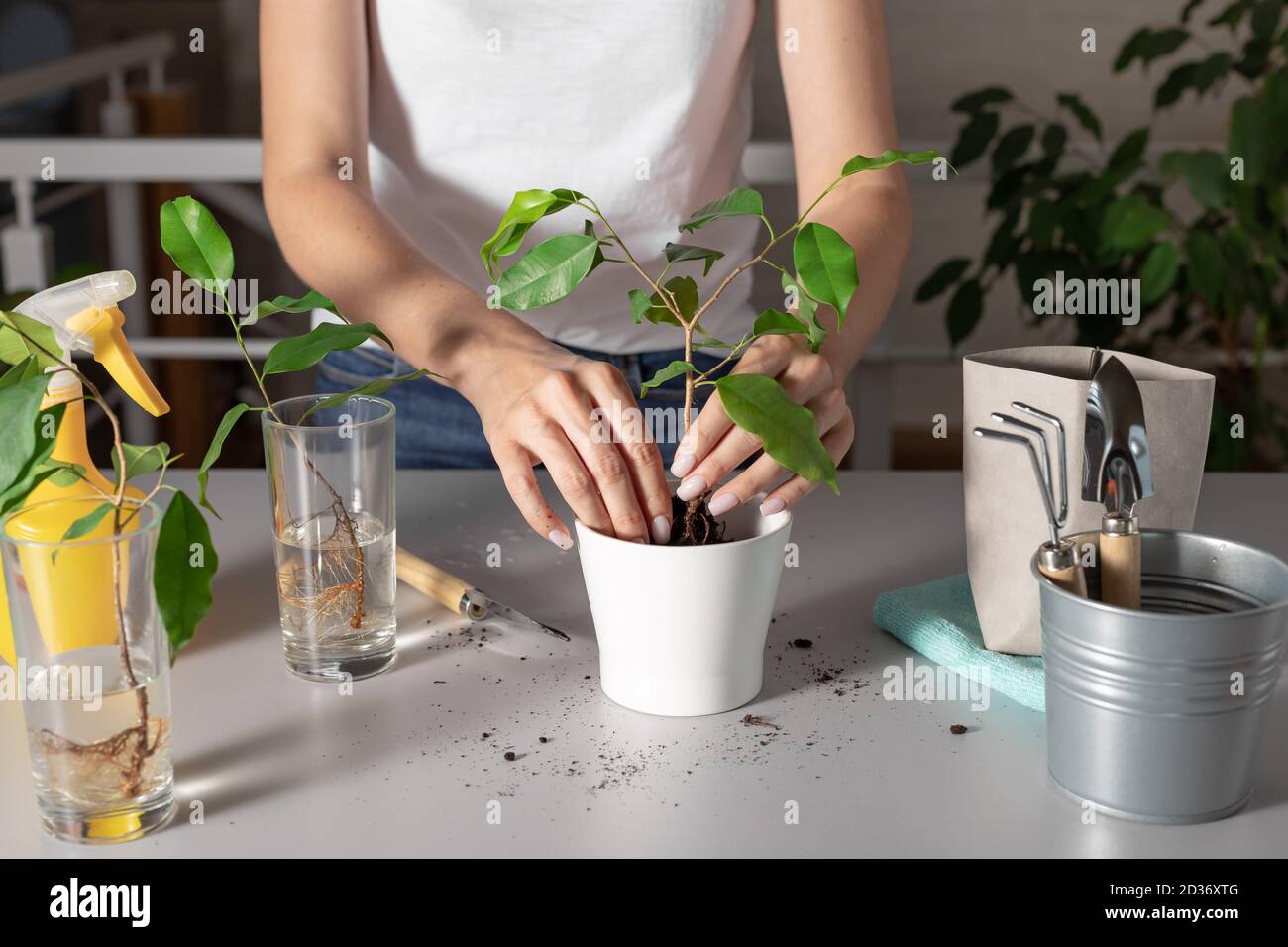 woman planting a young houseplant in a white ceramic flowerpot Stock ...