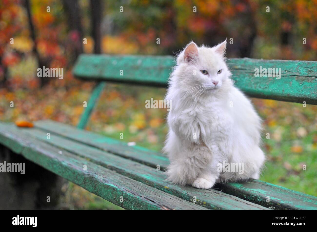 Cat sitting bench in park bench hi-res stock photography and images - Alamy
