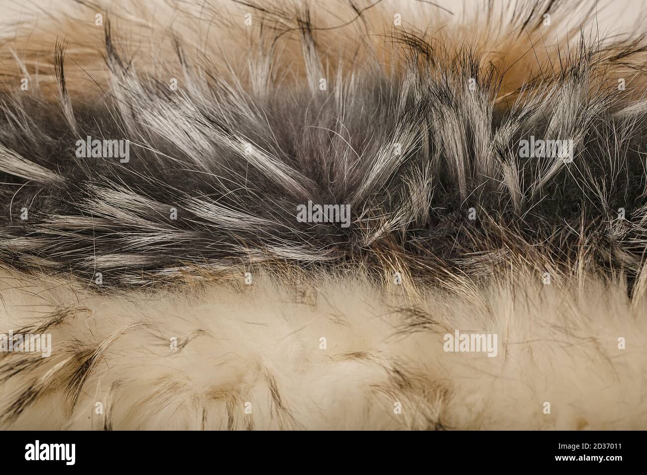 Thick furry coat hi-res stock photography and images - Alamy