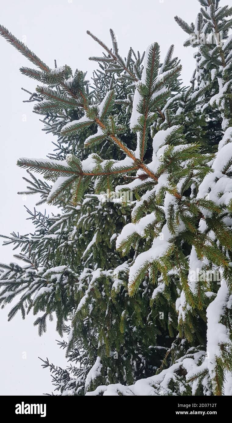 Winter nature background. Spruce trees in snowfall Stock Photo - Alamy