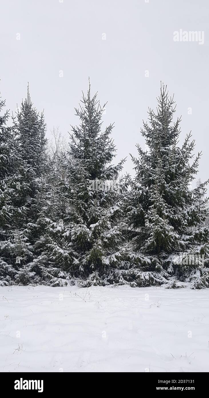 Winter nature background. Spruce trees in snowfall Stock Photo - Alamy