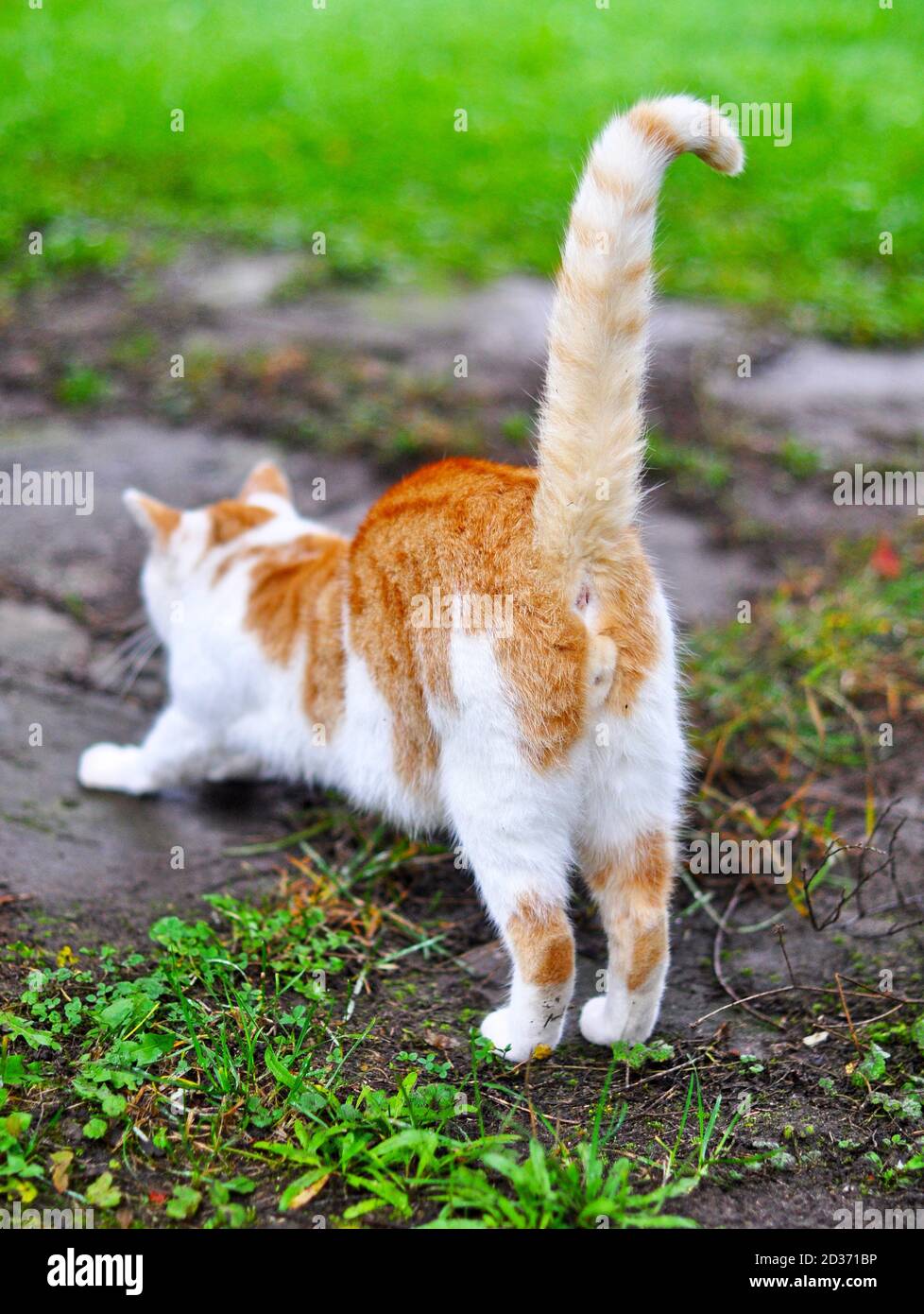 Funny cat stretches, view on his back Stock Photo - Alamy