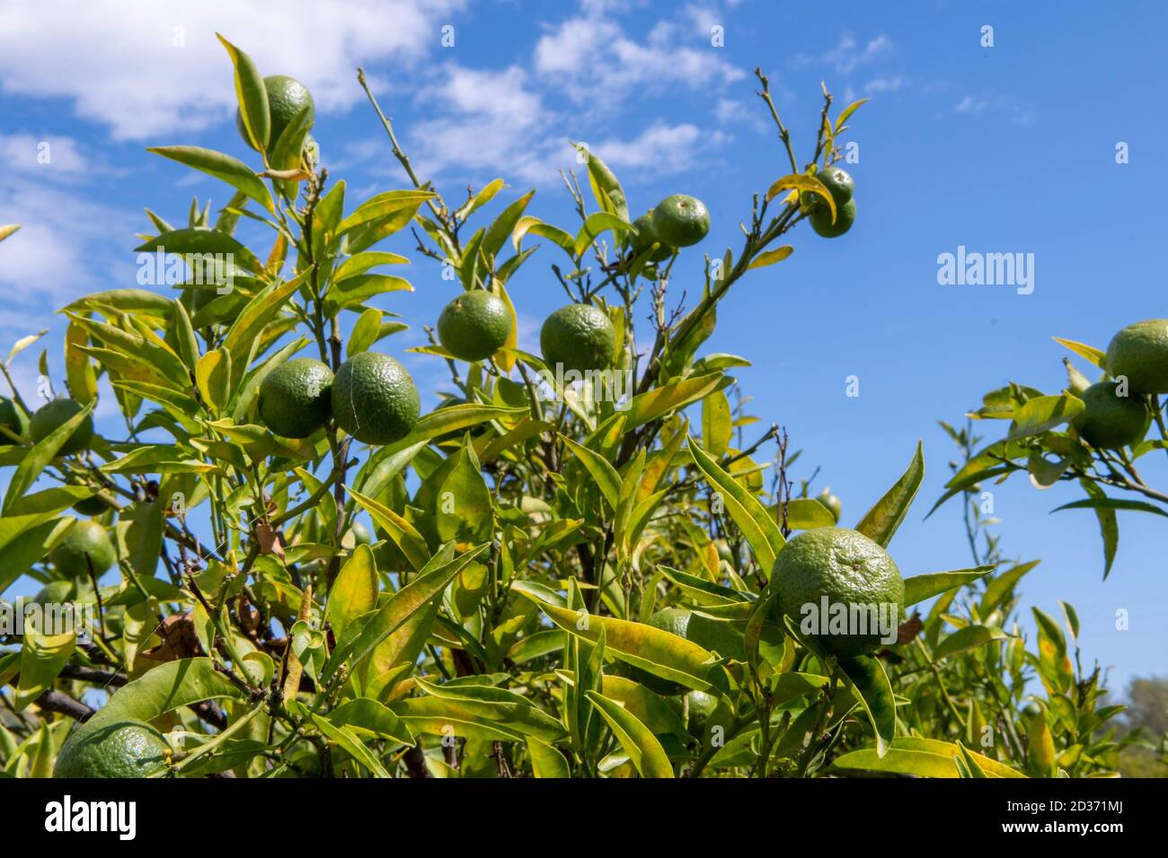 Fruta en verano hi-res stock photography and images - Alamy