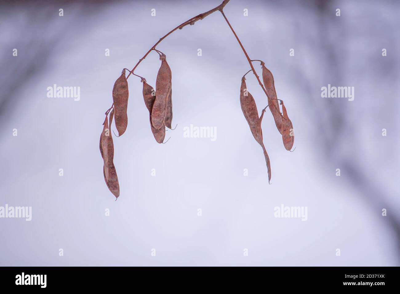 Dry tree branch on snow background Stock Photo - Alamy
