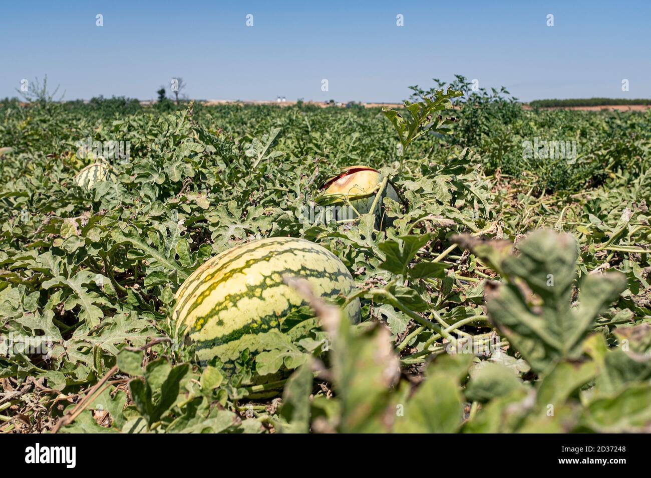 Big Melon High Resolution Stock Photography and Images - Alamy