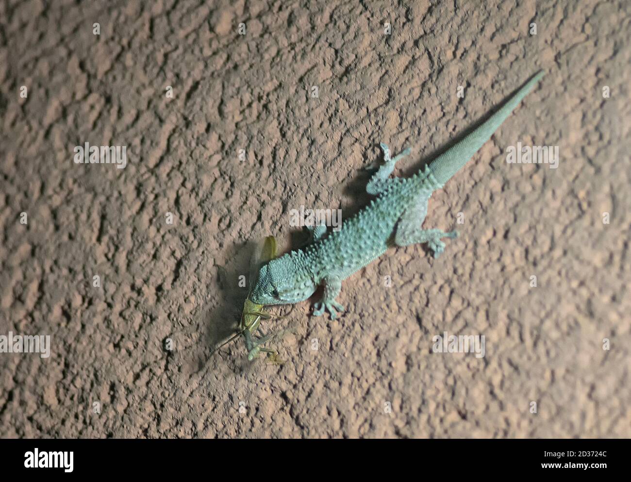 Praying mantis fight hi-res stock photography and images - Alamy
