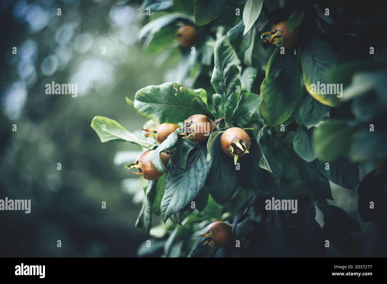Mespilus germanica, common medlar fruit Stock Photo - Alamy