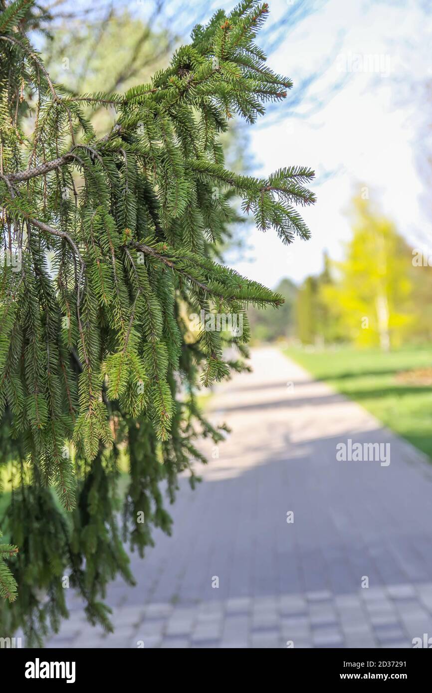 Tree in spring park hi-res stock photography and images - Alamy