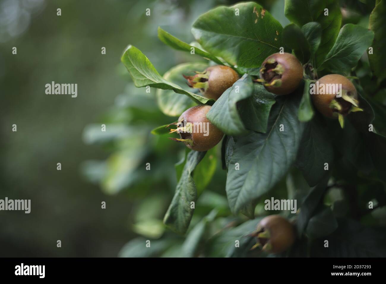 Mespilus germanica, common medlar fruit Stock Photo - Alamy