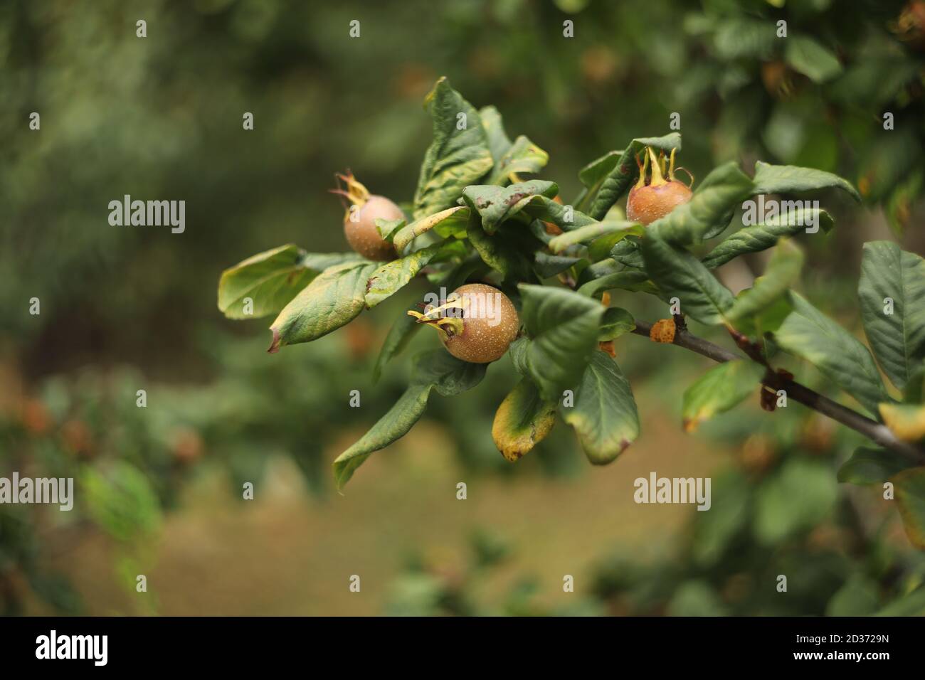 Mespilus germanica, common medlar fruit Stock Photo - Alamy