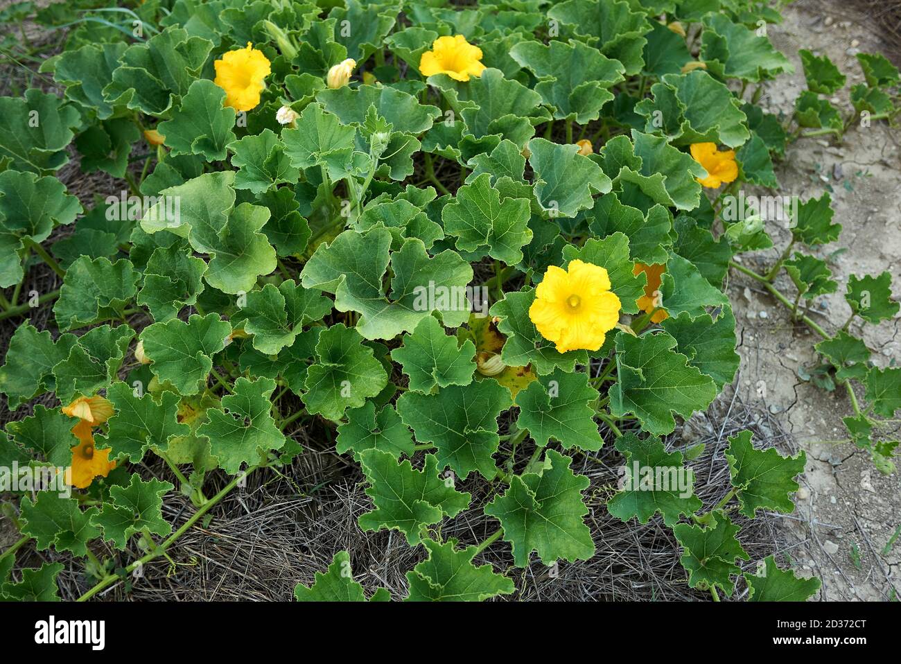 Botany cucurbitaceae field hi-res stock photography and images - Alamy
