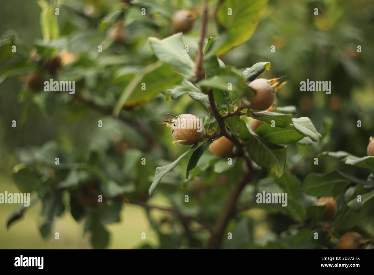 Mespilus germanica, common medlar fruit Stock Photo - Alamy