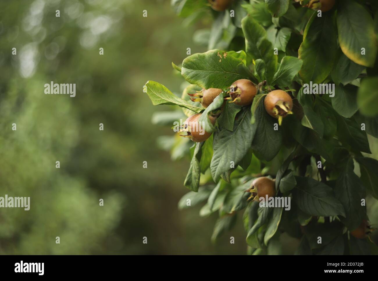 Mespilus germanica, common medlar fruit Stock Photo - Alamy