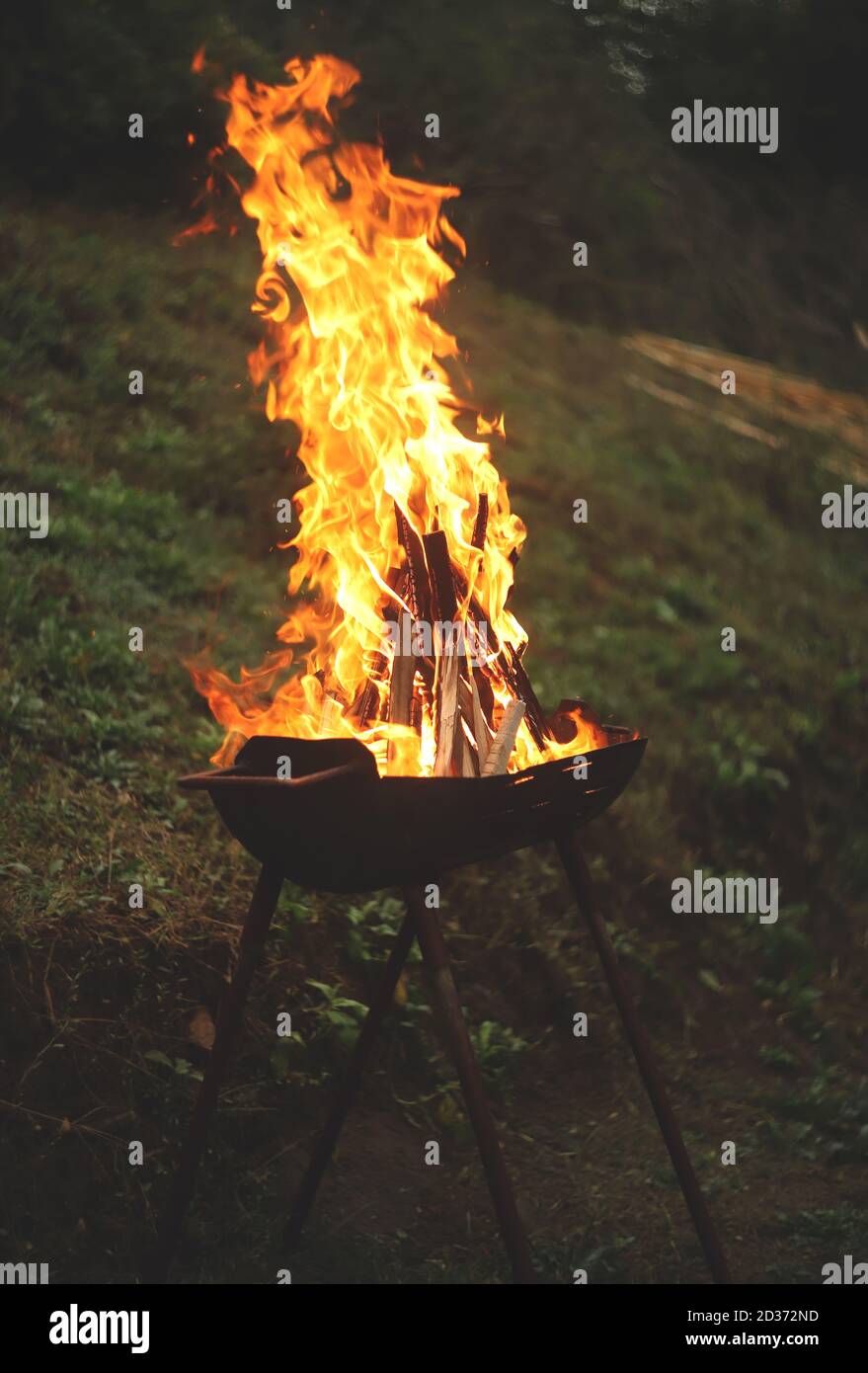 Campfire in the forest Stock Photo - Alamy