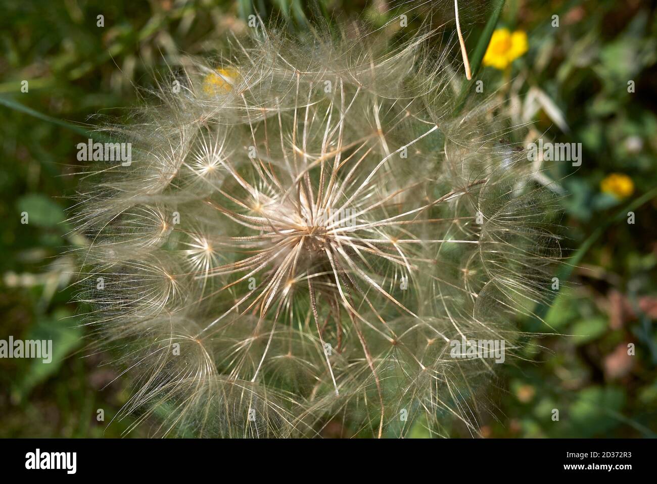 Pappus seed hi-res stock photography and images - Alamy