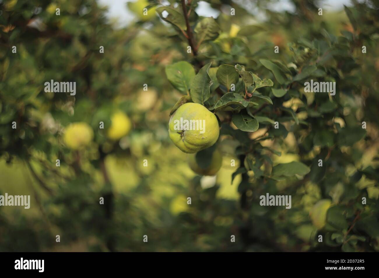 Closeup quince tree unripe hi-res stock photography and images - Alamy