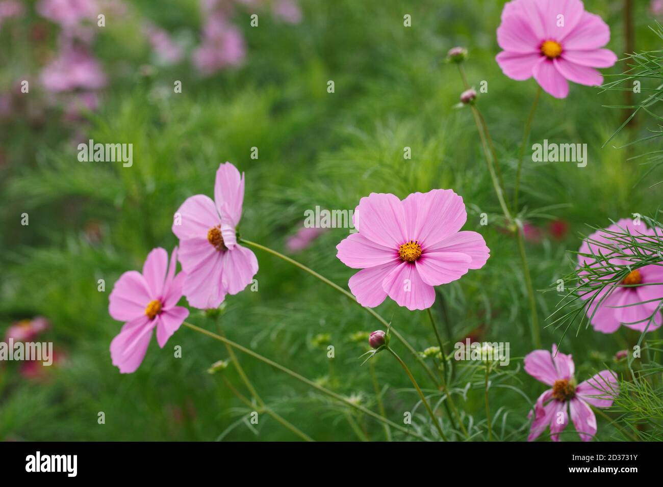 Cosmos Bipinnatus Flower Flowers High Resolution Stock Photography and Images - Alamy