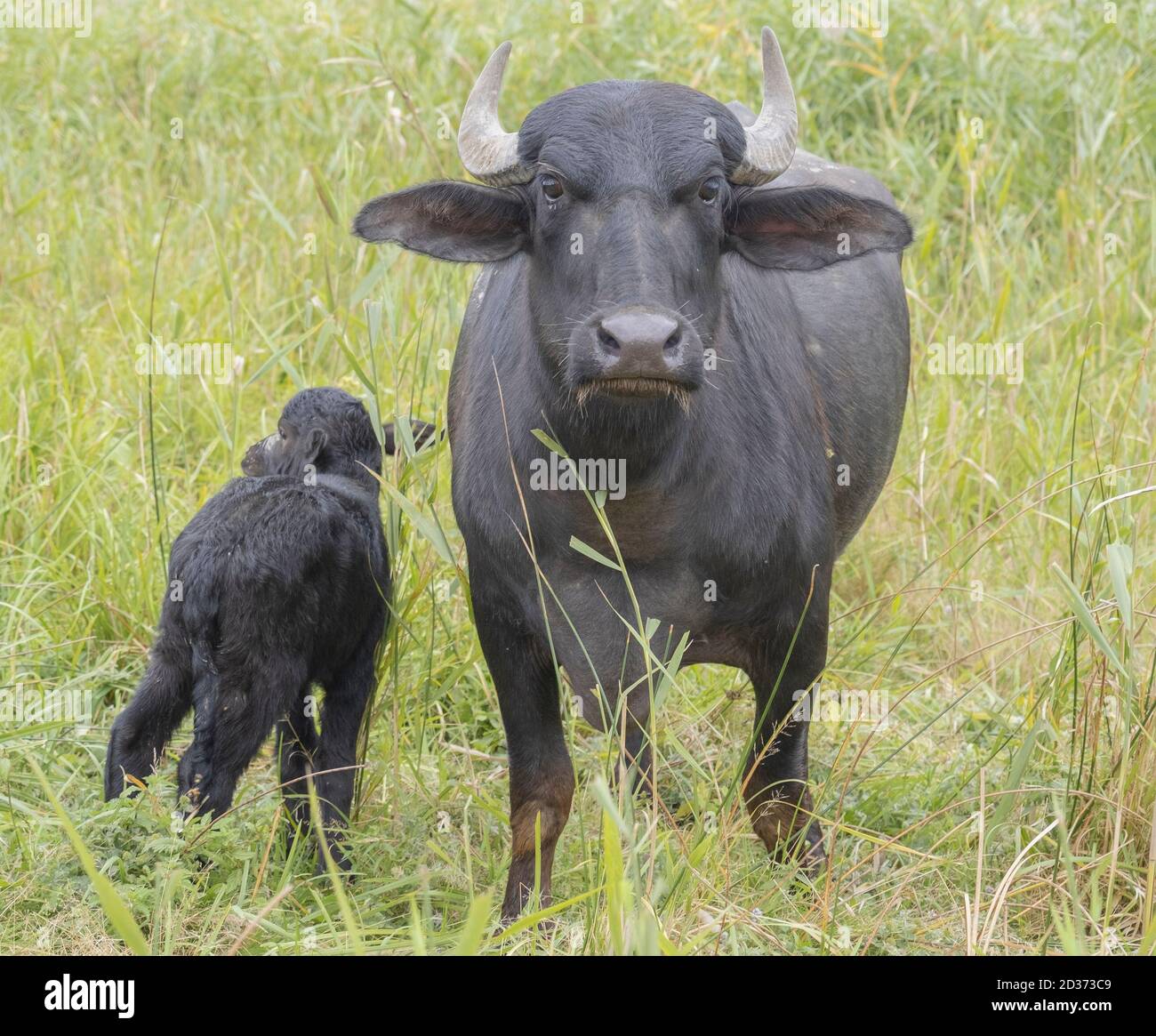 Bubalus murrensis hi-res stock photography and images - Alamy
