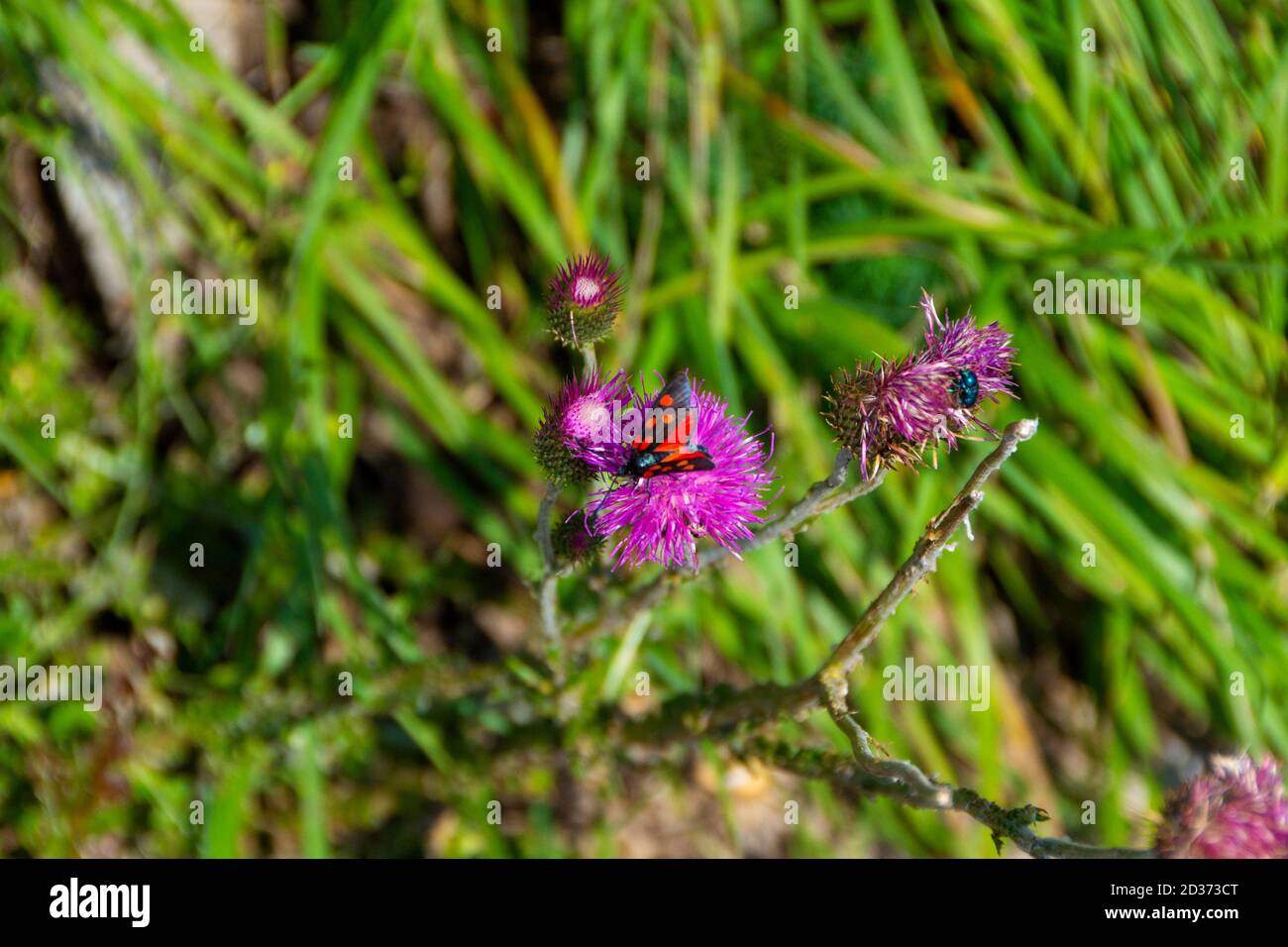 Beautifull colorful meadow flowers. with insects - image Stock Photo ...