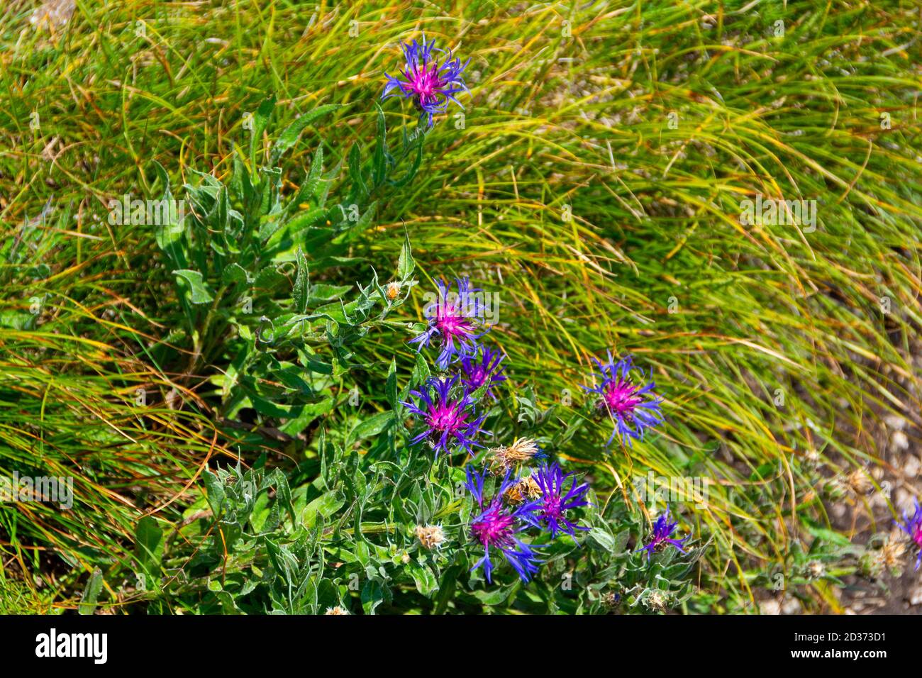 Beautifull colorful meadow flowers. Close up - image Stock Photo - Alamy