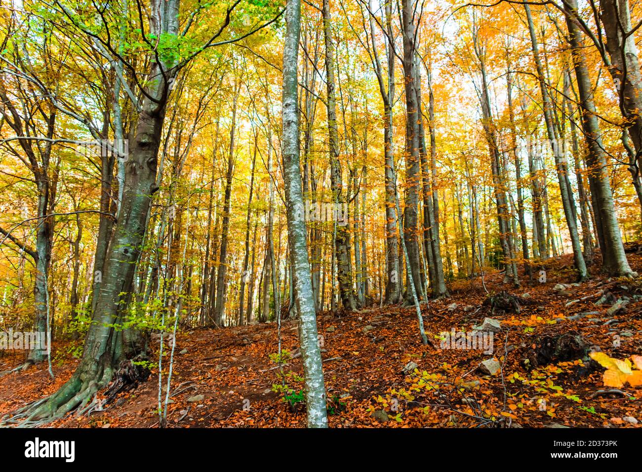 Colorful trees and leaves in autumn in the Montseny Natural Park in ...
