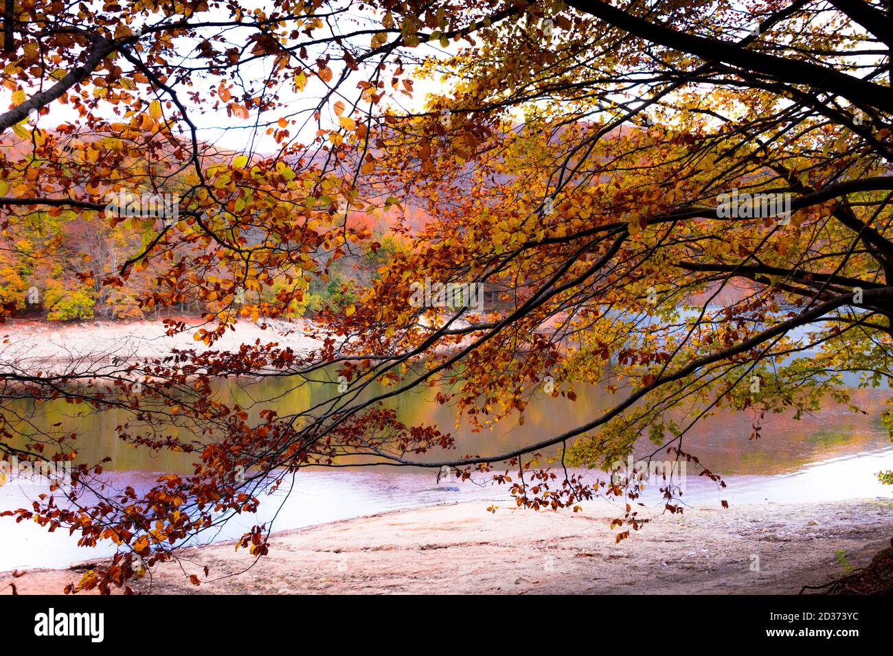 Colorful trees and leaves in autumn in the Montseny Natural Park in ...