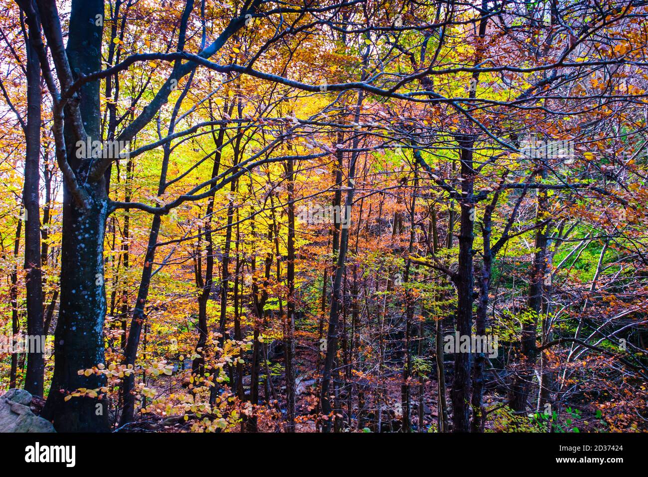 Colorful trees and leaves in autumn in the Montseny Natural Park in ...