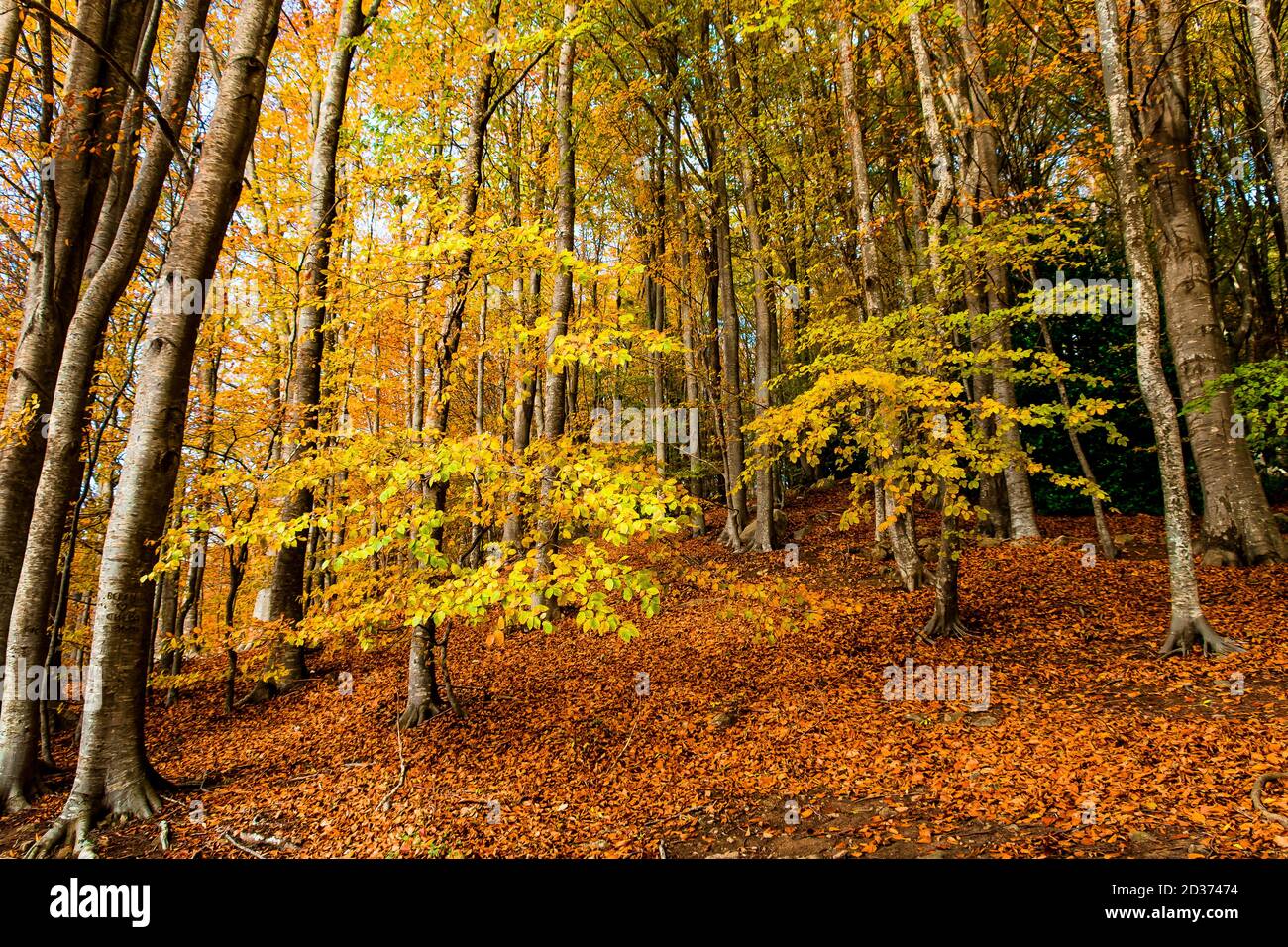 Colorful trees and leaves in autumn in the Montseny Natural Park in ...
