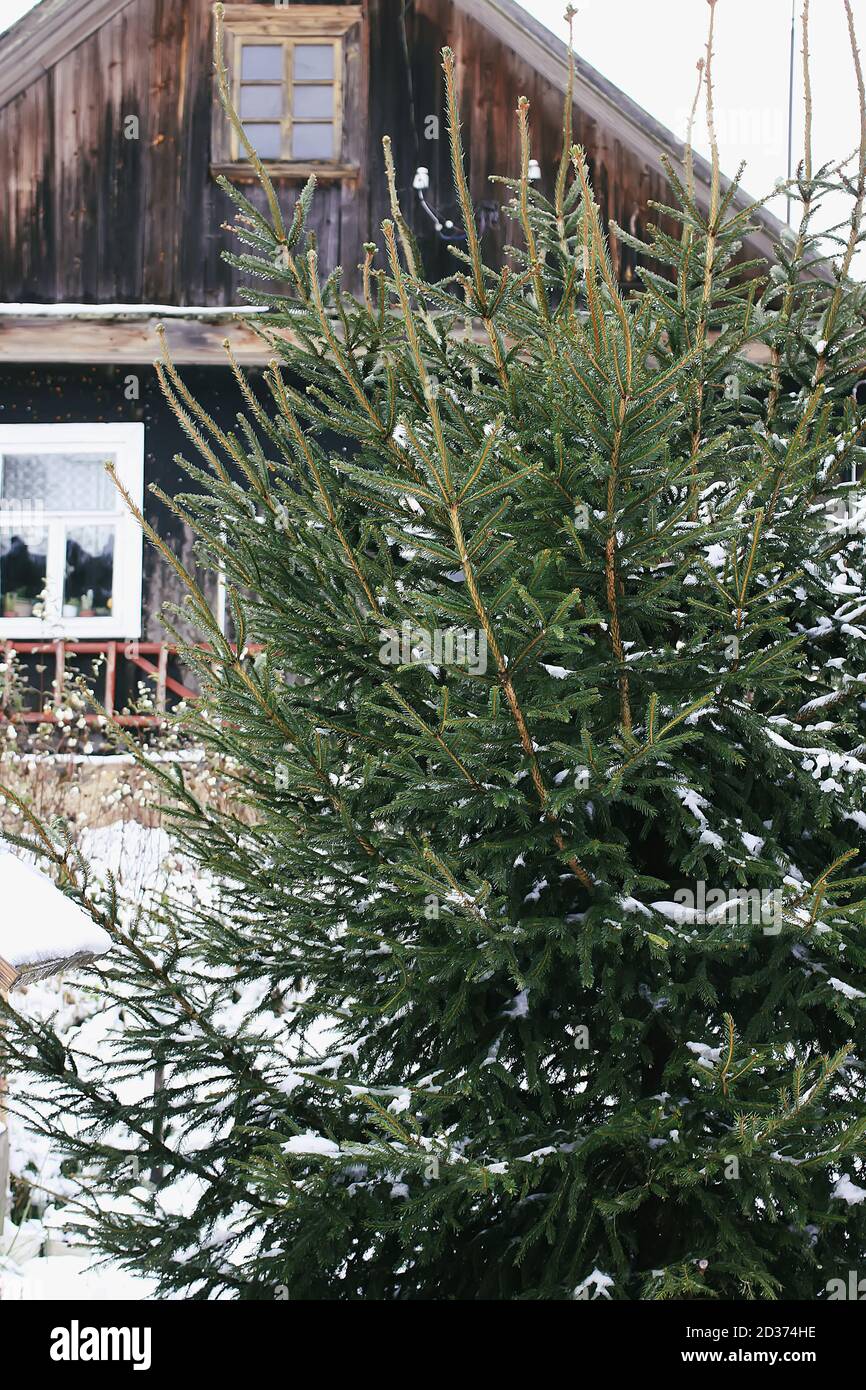 Old rural house building behind the fir-tree in countryside Stock Photo ...