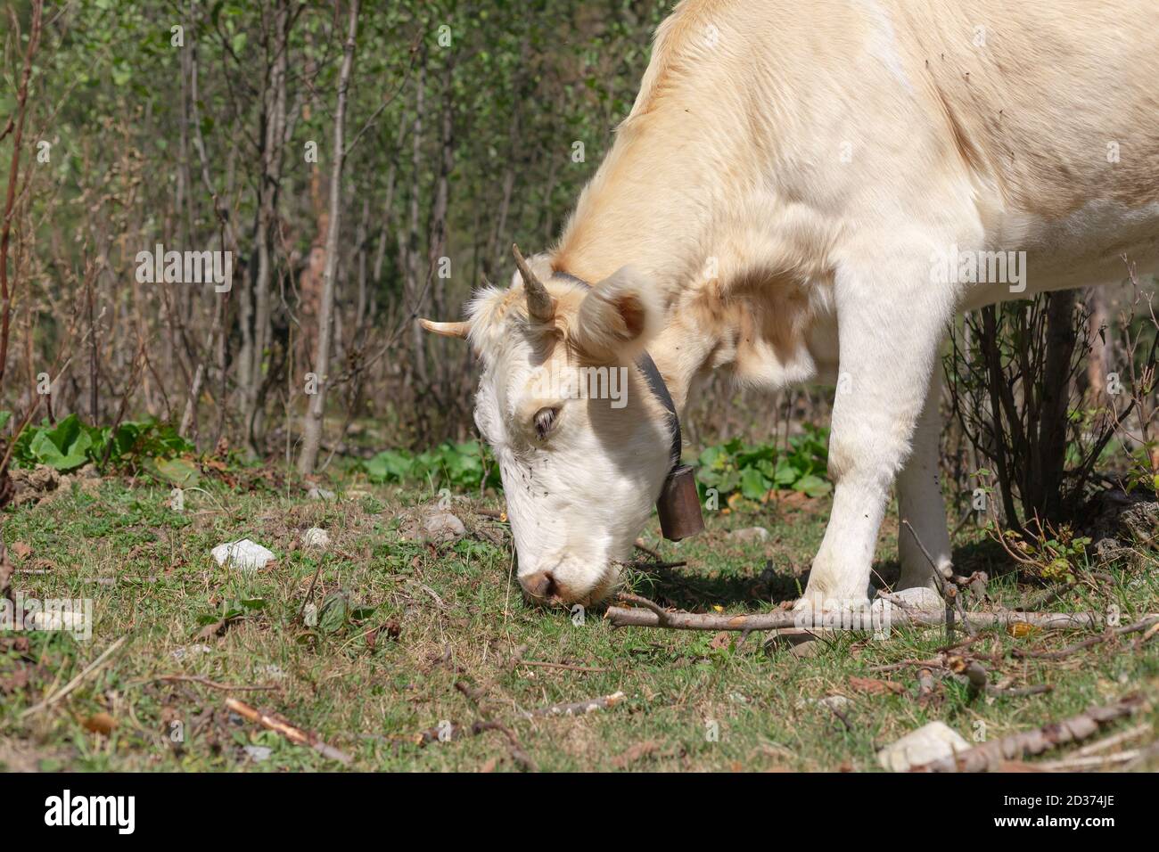 White cattle with horns hi-res stock photography and images - Alamy