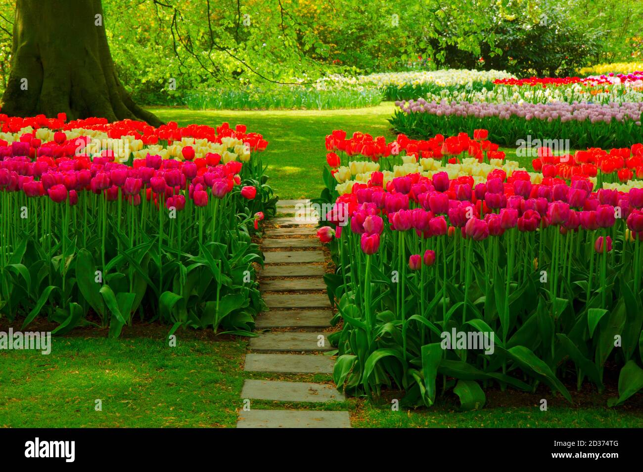 Spring Tulips Flowerbeds Stock Photo - Alamy