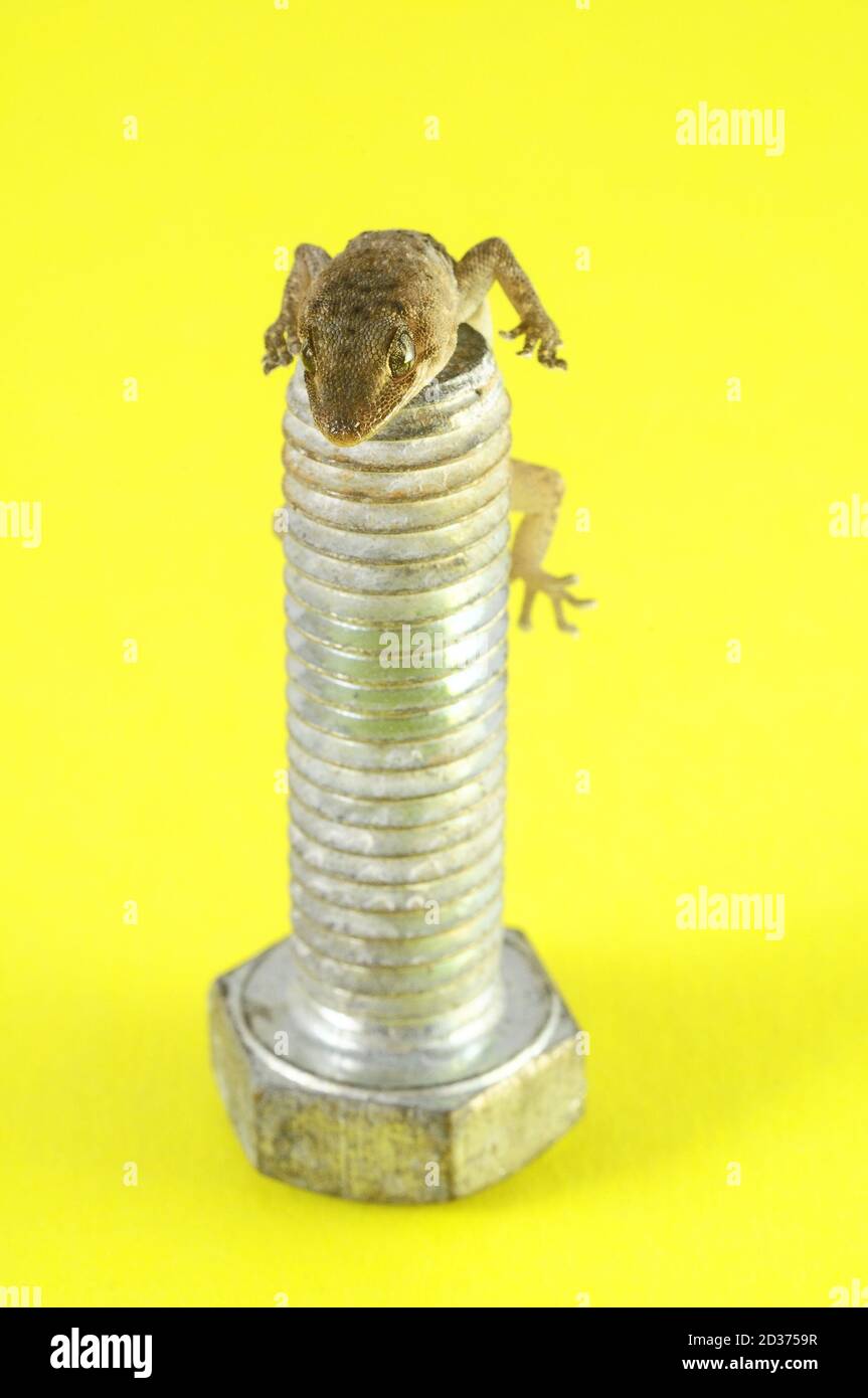 Money lizard hi-res stock photography and images - Alamy