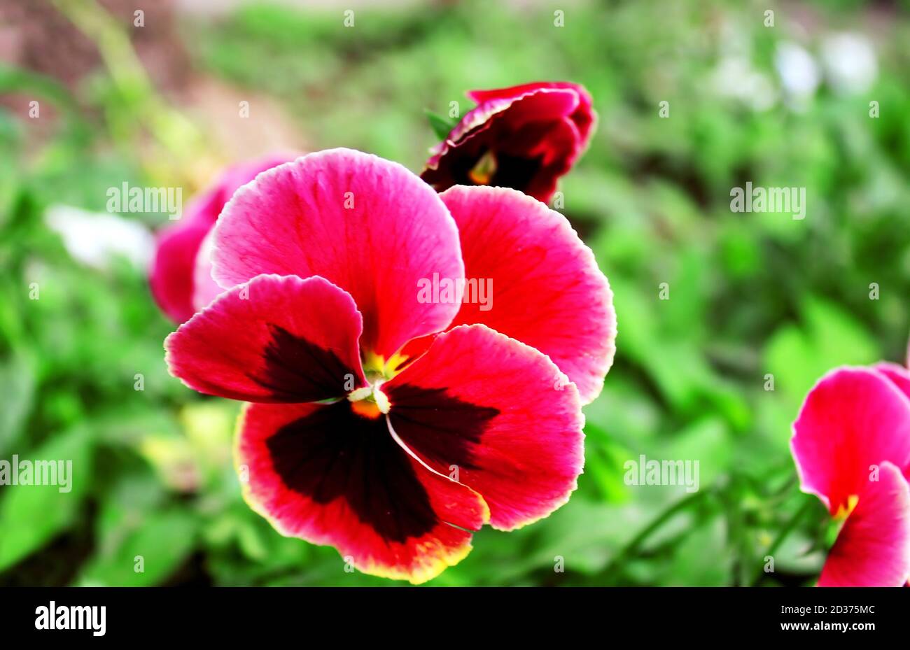 First pansy flowers at spring in the garden Stock Photo - Alamy