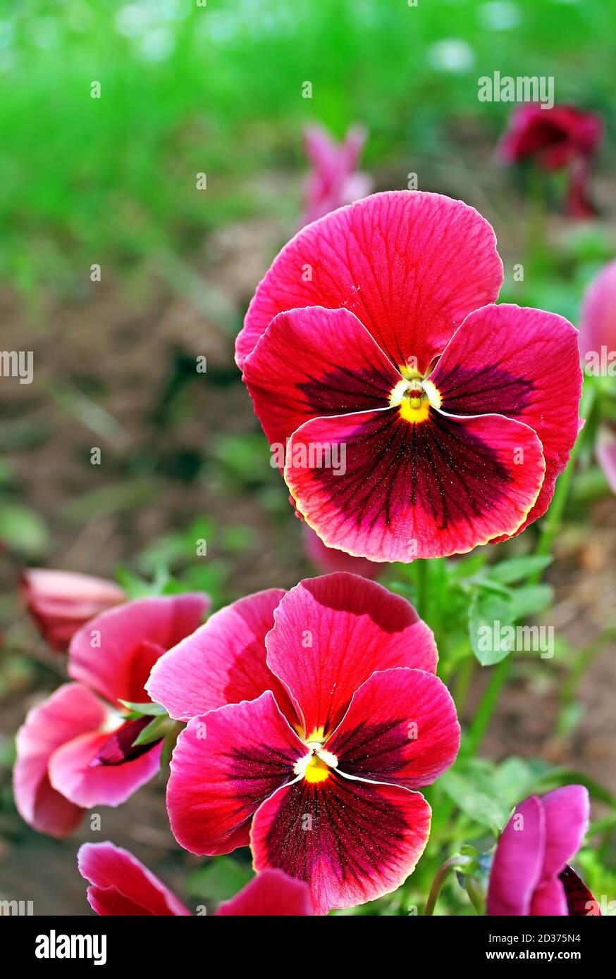 First pansy flowers at spring in the garden Stock Photo - Alamy
