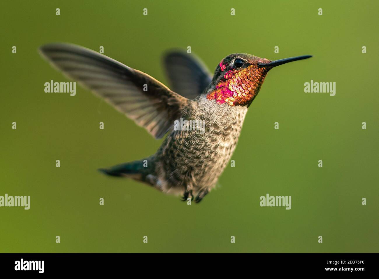 Closeup of hummingbird hi-res stock photography and images - Alamy