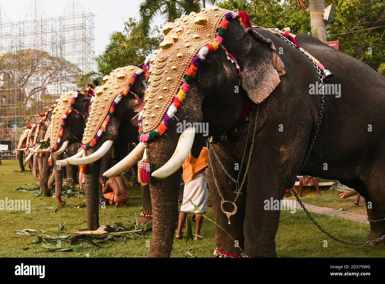 Kerala Decorated Elephant High Resolution Stock Photography and Images ...