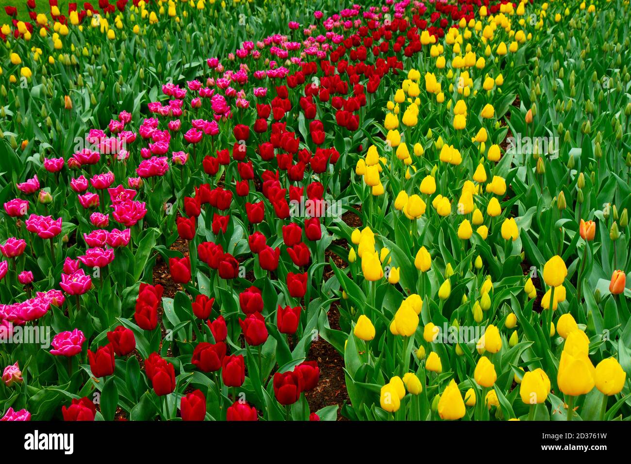 daffodils in spring garden Stock Photo - Alamy