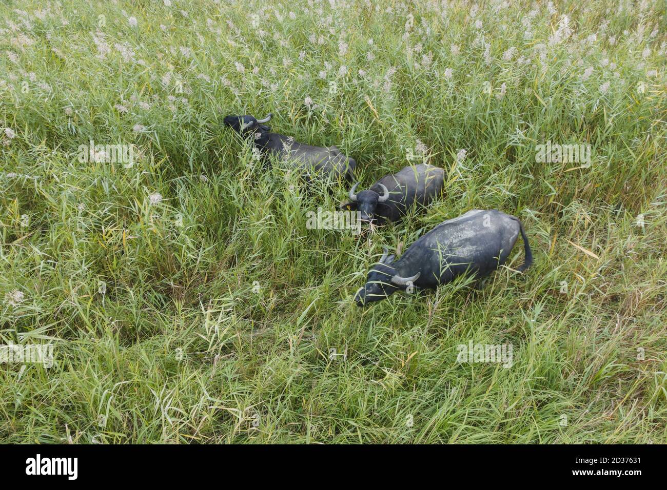 Buffalo outdoor shot hi-res stock photography and images - Alamy