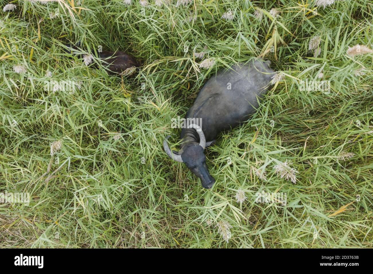 Aerial view - Water buffalo grazing in the reeds. Orlovka village, Reni ...