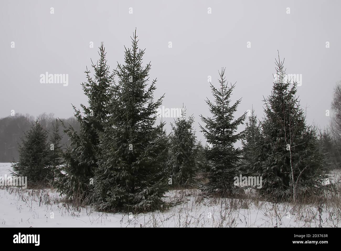 Snow covered fir trees in cold winter day. Seasonal nature in East ...