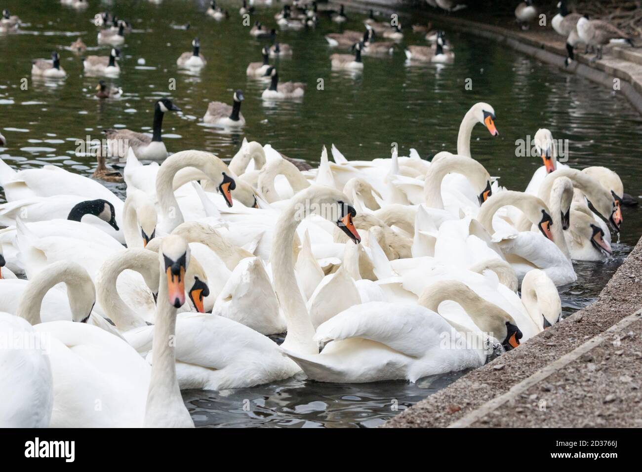Swans in a flock being fed at the side of a lake. Cygnus olor, mute ...