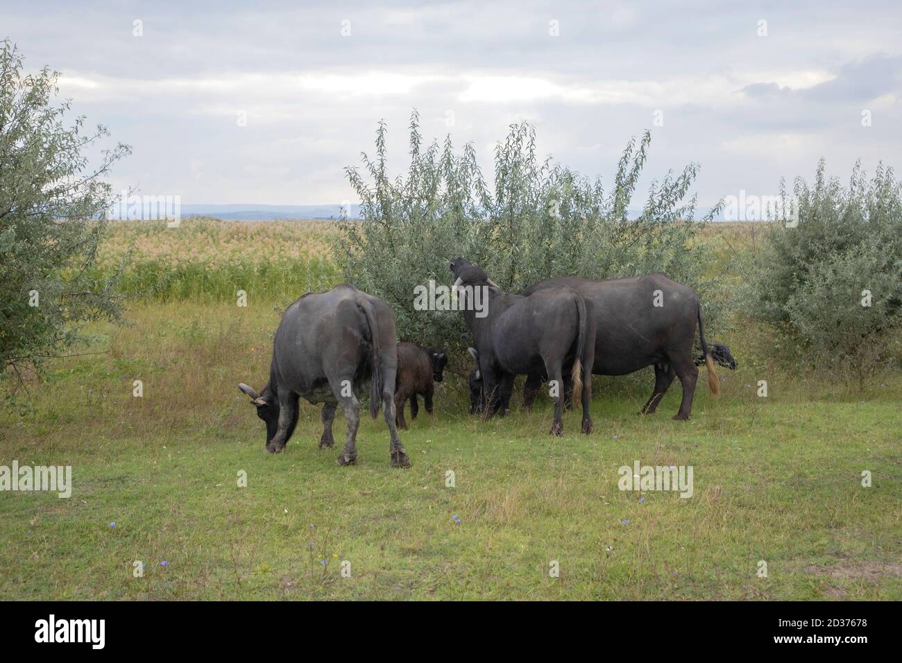 Asiatic buffalo hi-res stock photography and images - Alamy