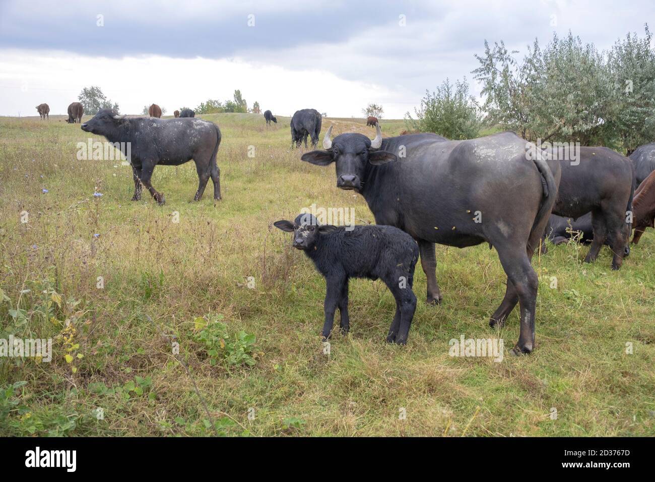 Asiatic buffalo hi-res stock photography and images - Alamy