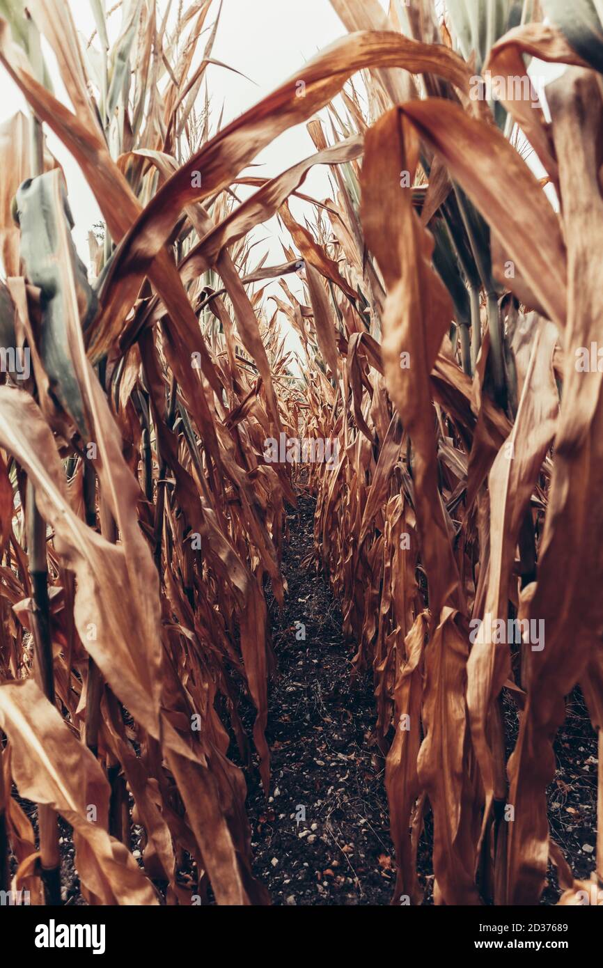 Vertical closeup of a cornfield Stock Photo - Alamy