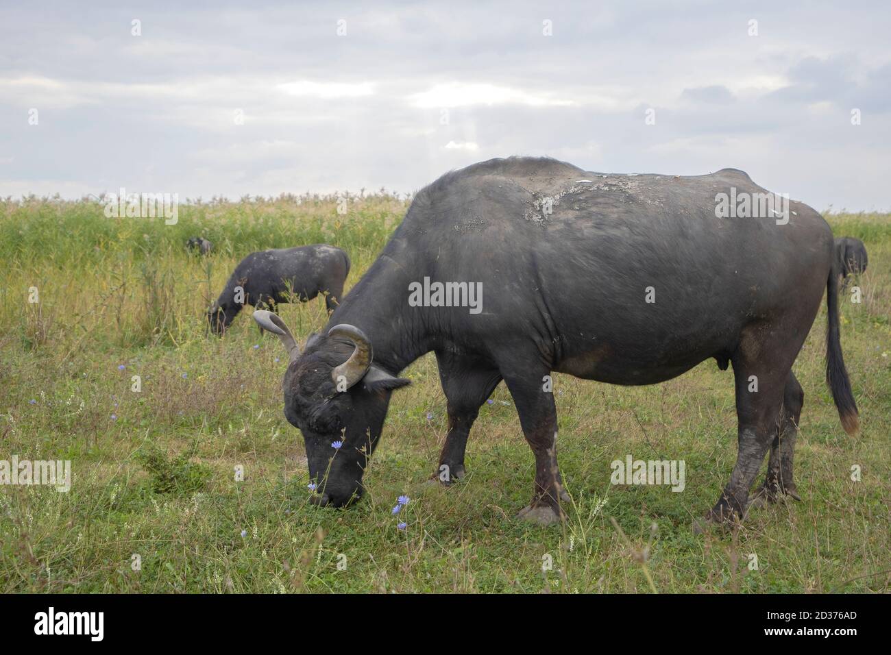 Asiatic buffalo hi-res stock photography and images - Alamy